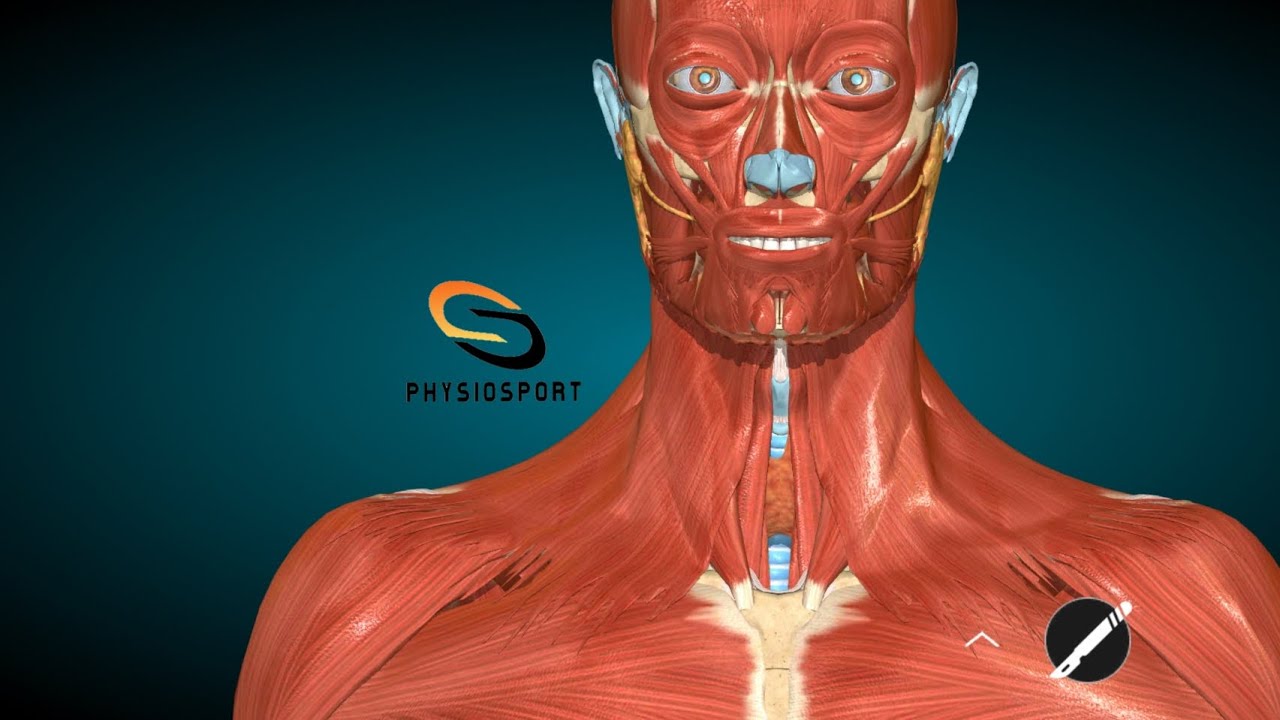 anatomía músculos de cervical alta v1 - YouTube