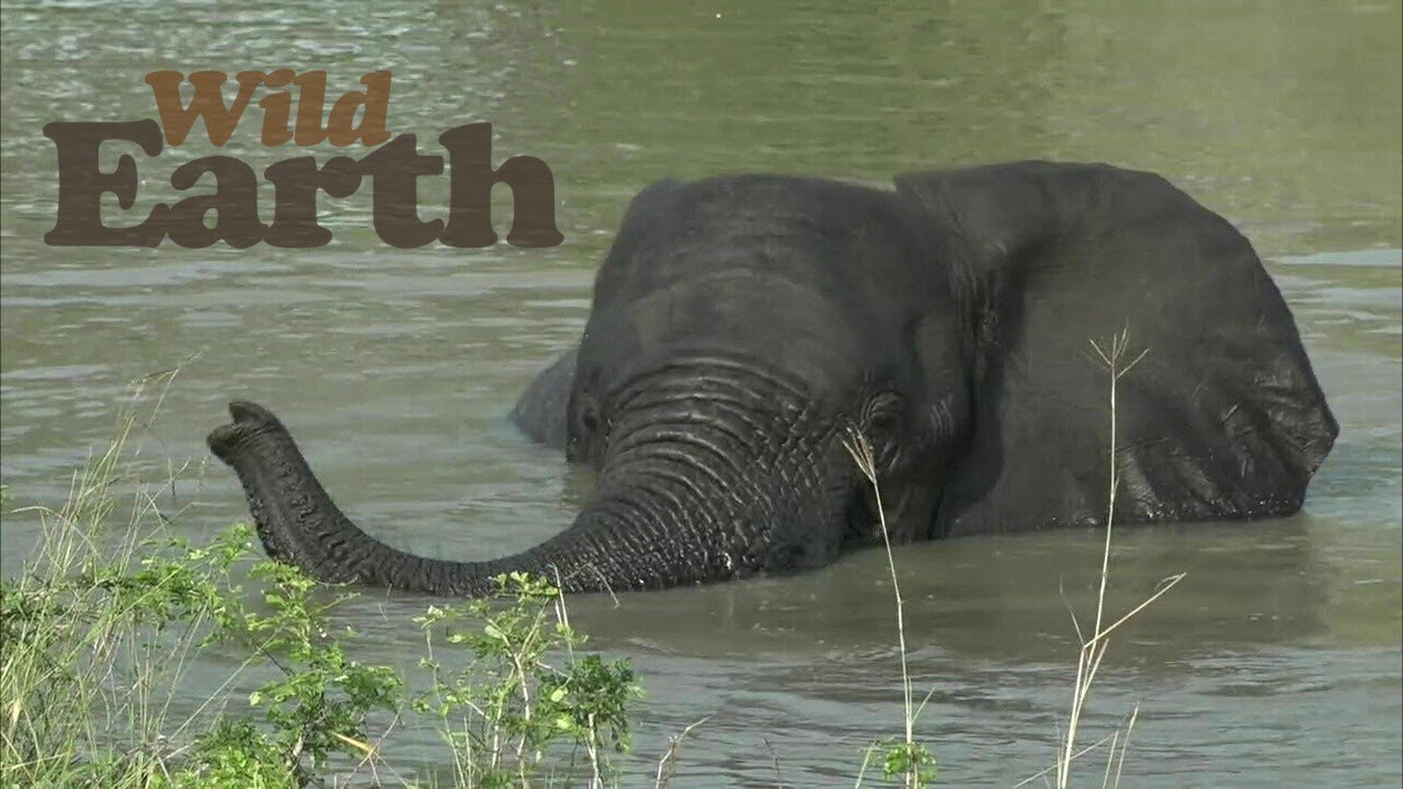 A cheeky elephant having its own pool party - YouTube