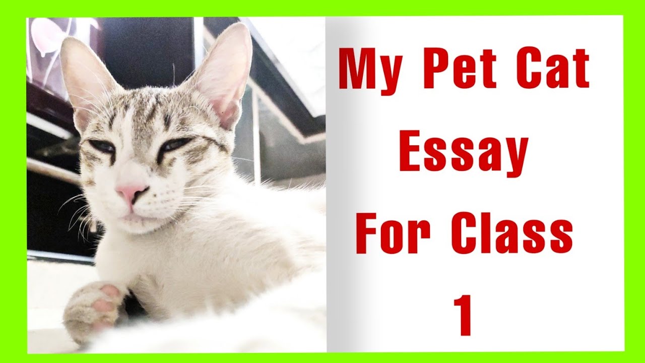 my pet cat essay for class 1 in english | Brain Today - YouTube