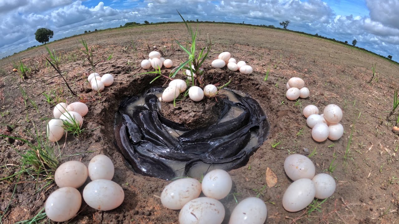 Top Video - A smart man catch a lot of fish and pick duck eggs in pool ...