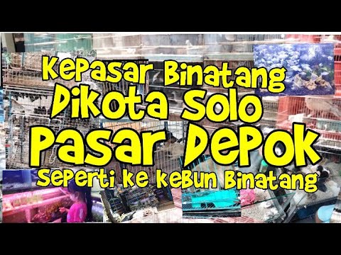 Disini Tempatnya Pasar Hewan paling komplit, Pasar Depok di kota Solo ...