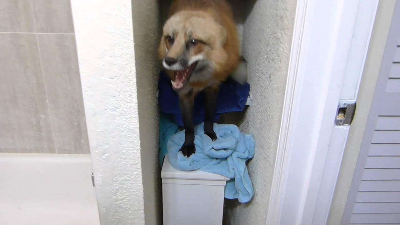 Red Fox helping with the towels - YouTube