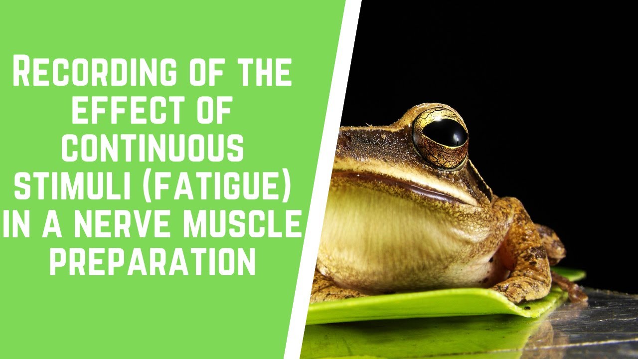 Recording of the effect of continuous stimuli (fatigue) in a nerve ...