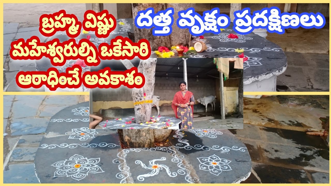 Udumbara Vruksham | మేడిచెట్టు పూజ విధానం | మేడిచెట్టు ప్రదక్షిణలు ...