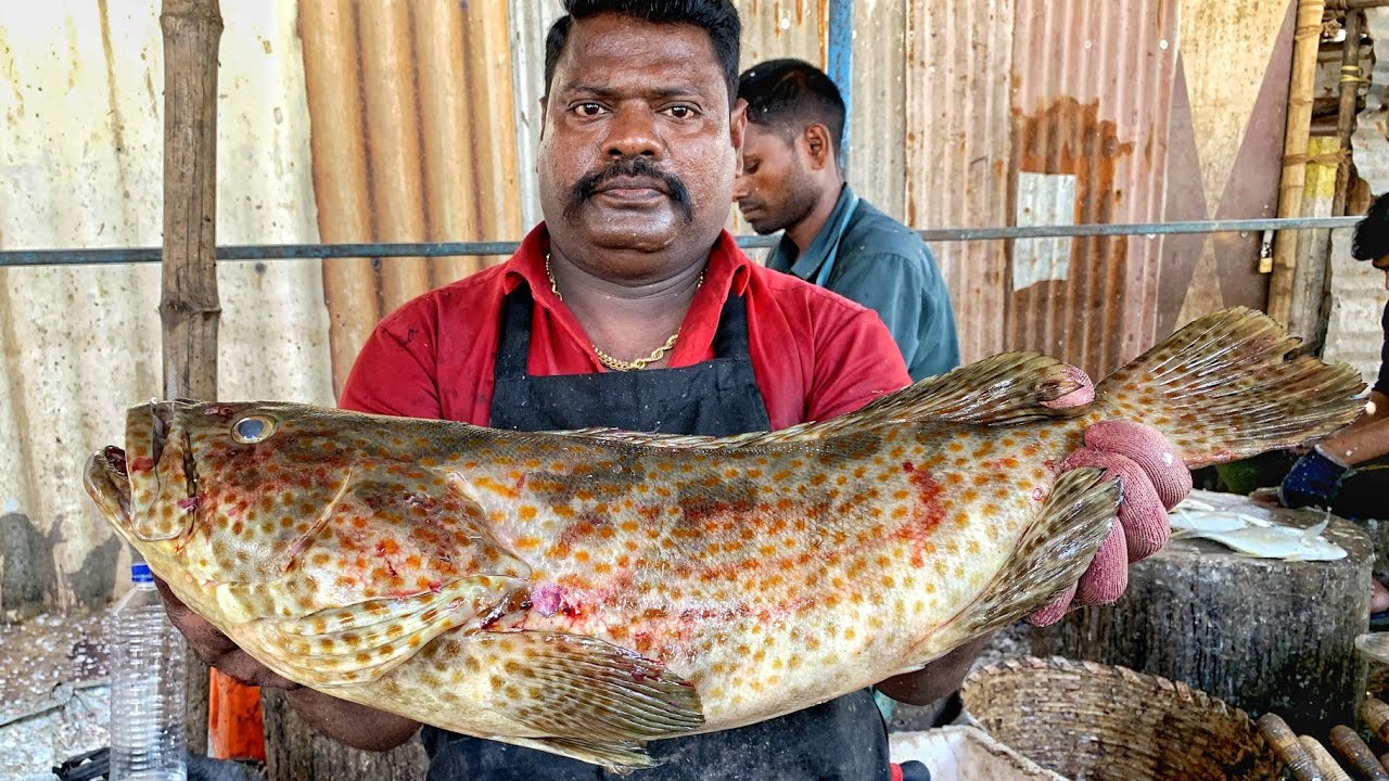 KASIMEDU 🔥 SPEED SELVAM | BIG SIZE LIVE GROUPER FISH CUTTING VIDEO | 4K ...