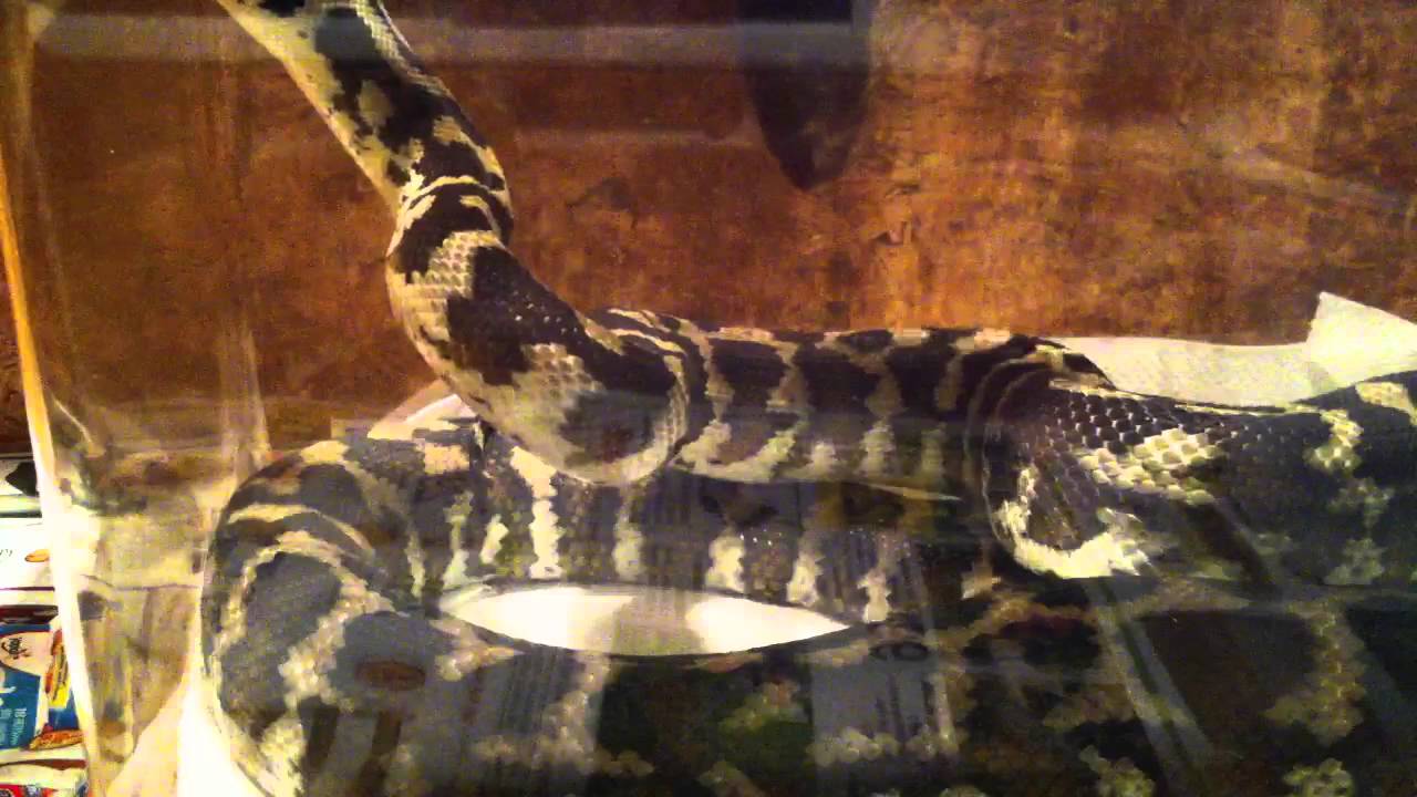 Morelia spilota harrisoni / irian jaya carpet python - YouTube