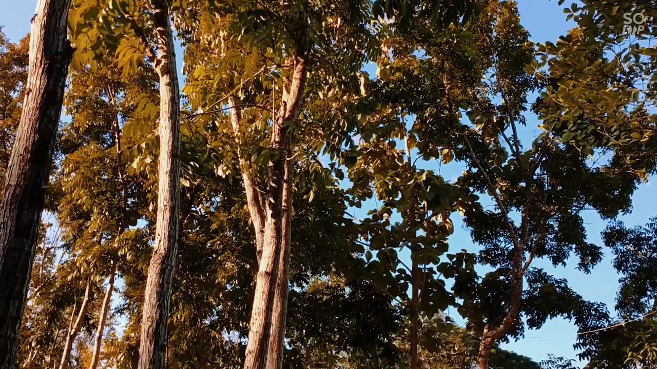 Nature of BD🇧🇩 || Chattogram || ||Nazirhat|| - YouTube