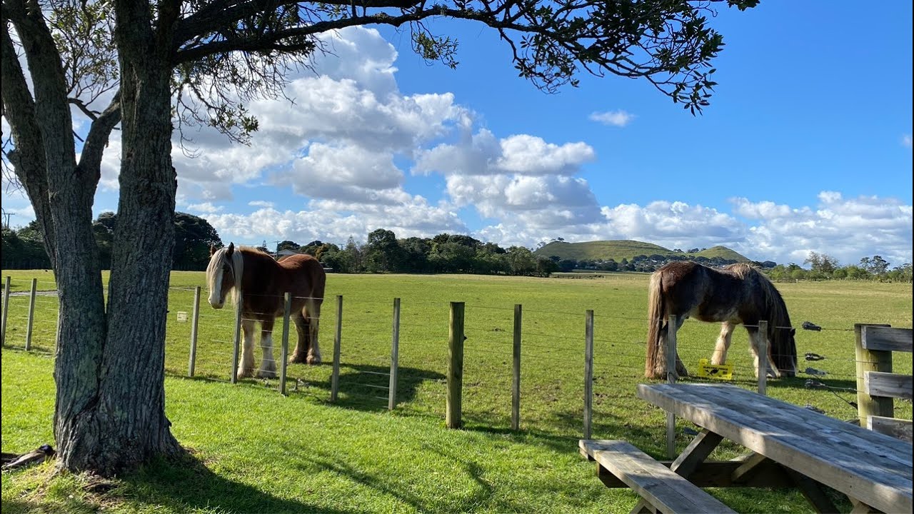 Ambury Farm Māngere 🇳🇿LIVE from Aotearoa New Zealand - YouTube