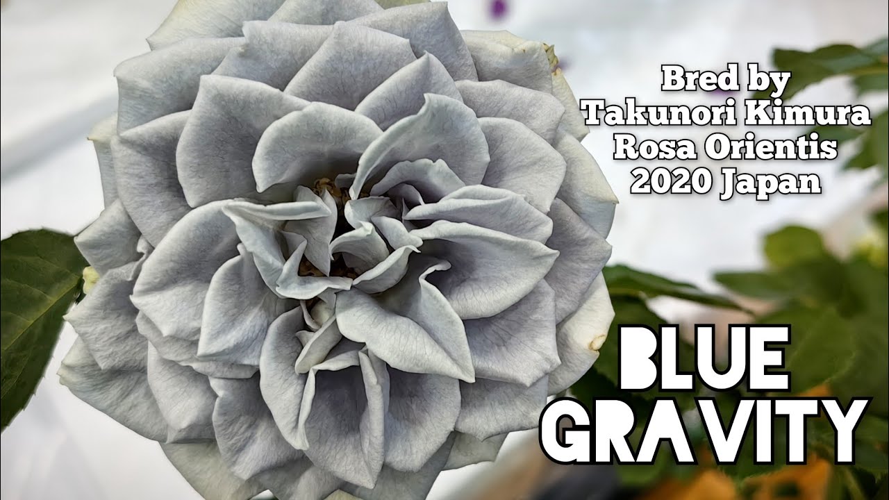 BLUE GRAVITY ROSE plant by Takunori Kimura Rosa Orientis 2020 Japan バラ ブルーグラビティ - YouTube
