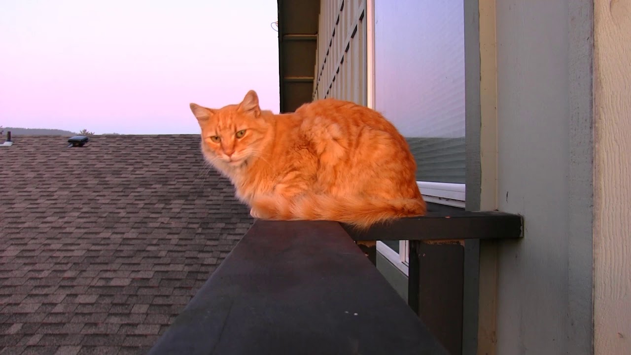 Pelicans Nest 7 my beach cat Cayenne - YouTube