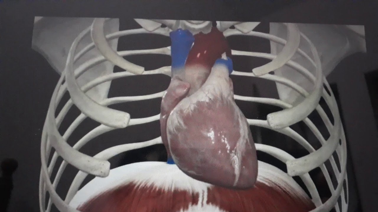 Circulatory system -part 6 EXTERNAL STRUCURE OF HEART - YouTube