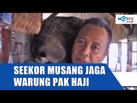 SEEKOR MUSANG JAGA WARUNG PAK HAJI 24 JAM