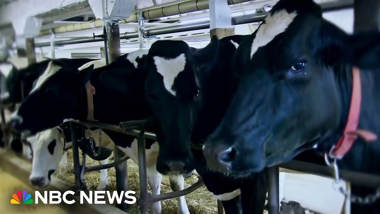 New concern about bird flu in cows as traces of the virus appear in ...