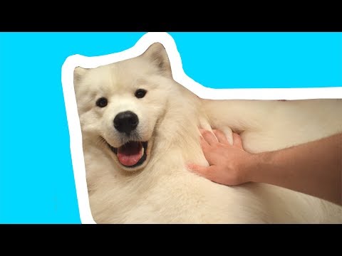 All Star but it's played on a thicc doggo