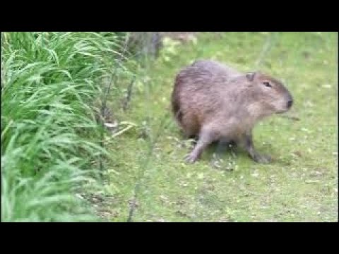 Capibara,electric shock,Zoo Leipzig,Zoo Videos, - YouTube