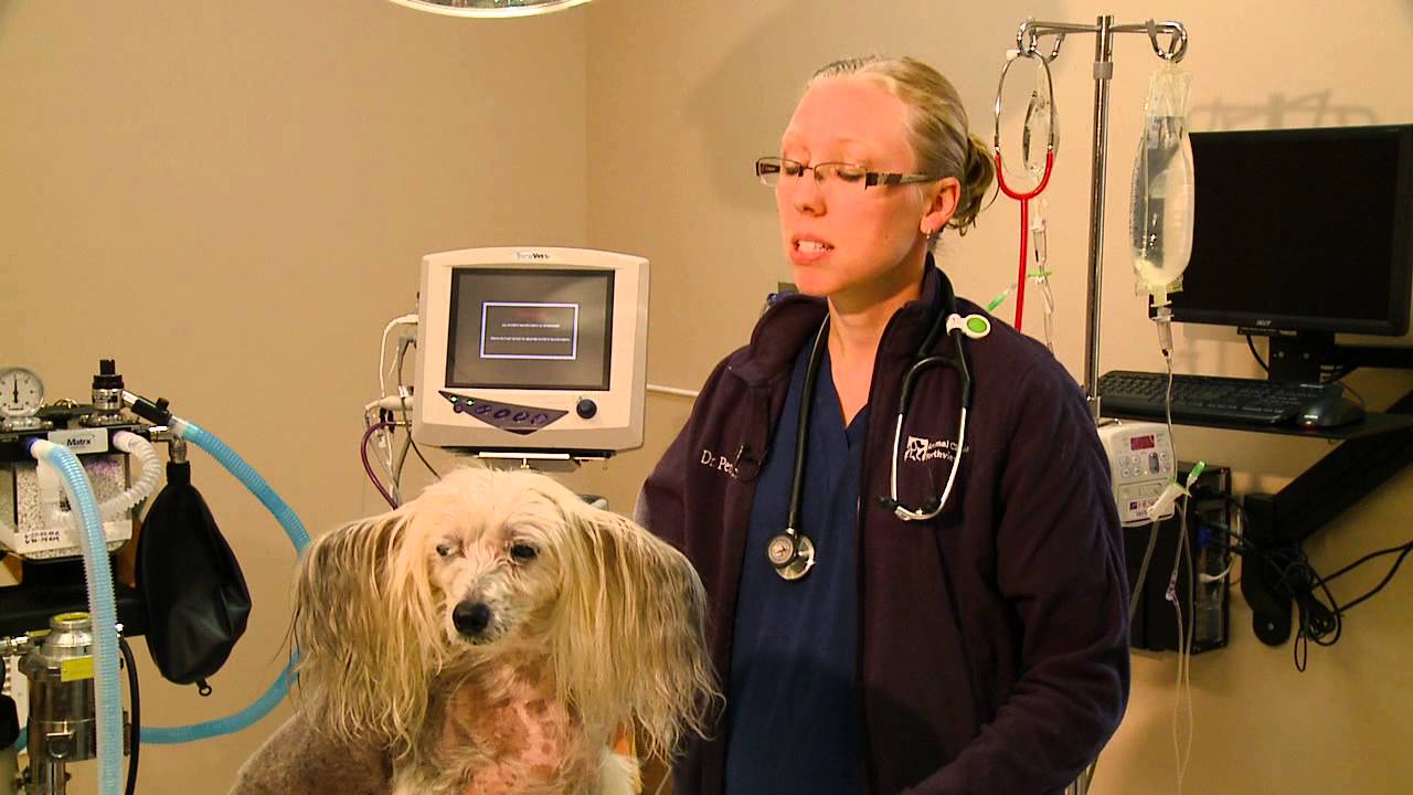 Pet Liposuction - YouTube
