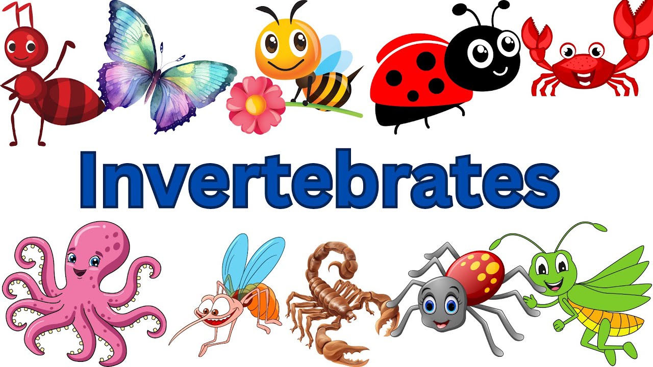 Invertebrates Names Part 1 |Invertebrates Vecoblary| List of ...