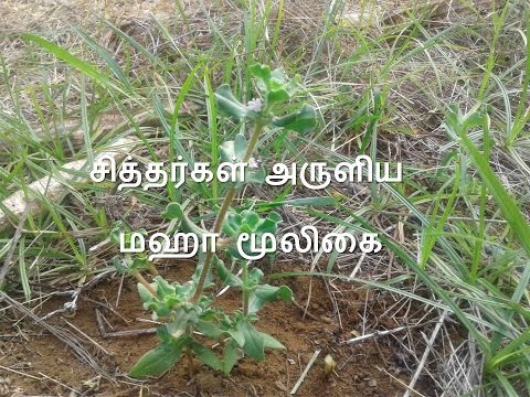 மஹா மூலிகை - Siddhar Best Herbals In Tamil - siththarkal ulagam - YouTube