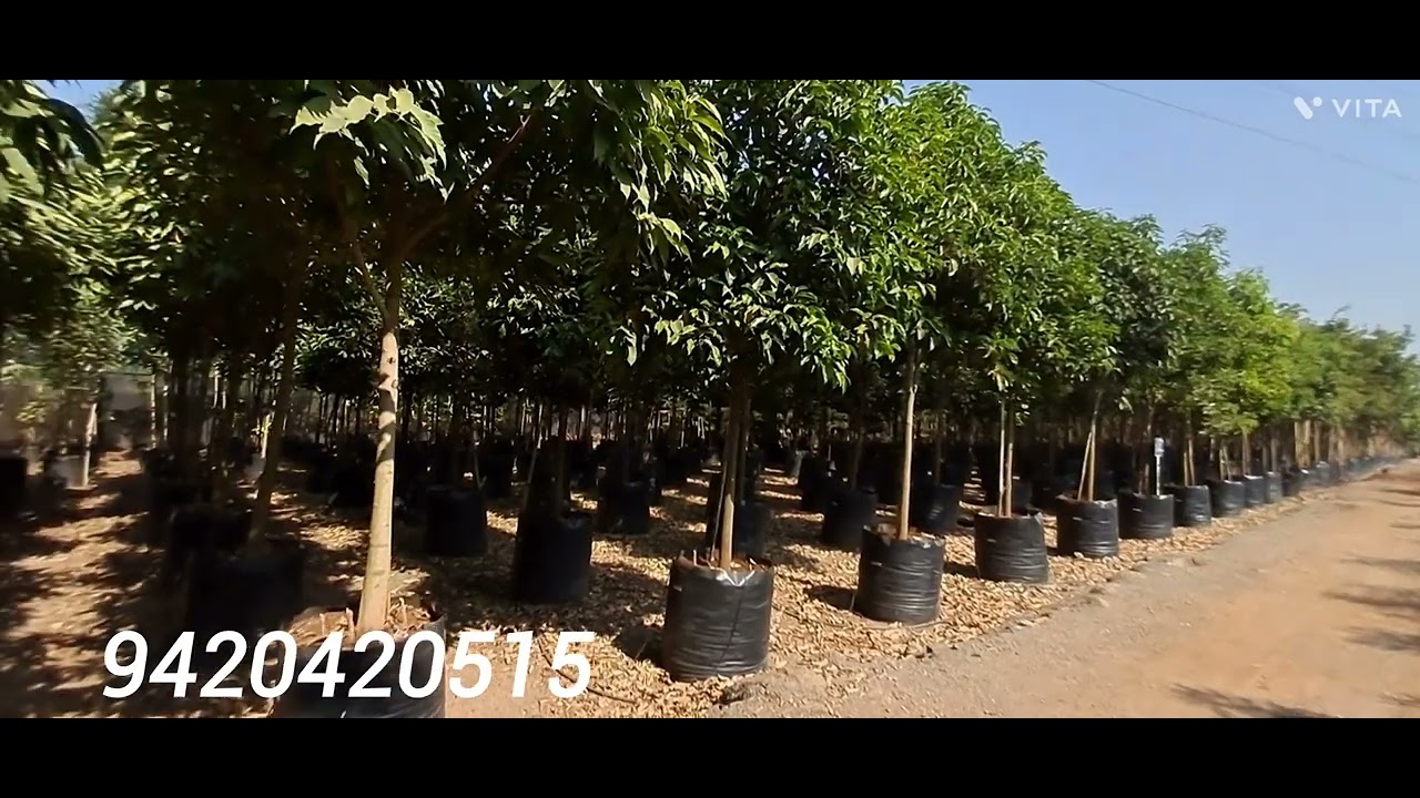 Large Size Roadside NOC Tree @ Eplants Nursery 9420420515 - YouTube