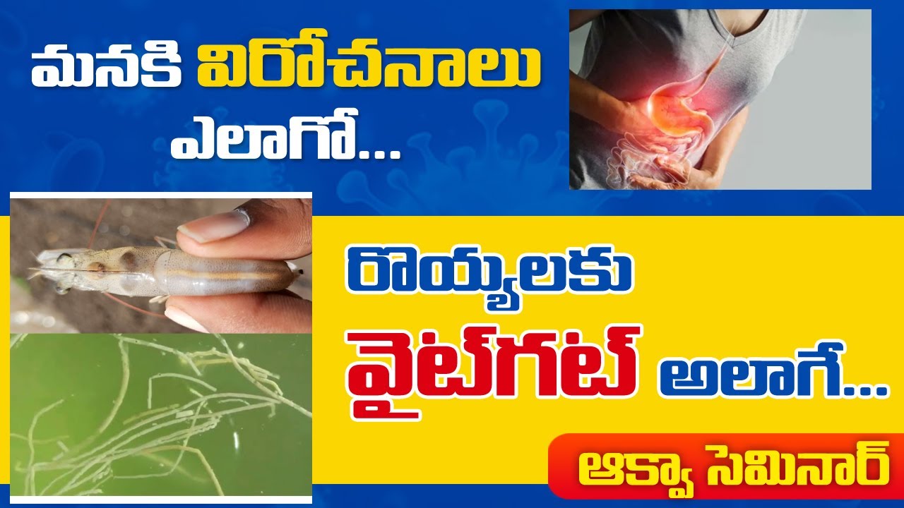 white gut disease management in shrimp farming - YouTube