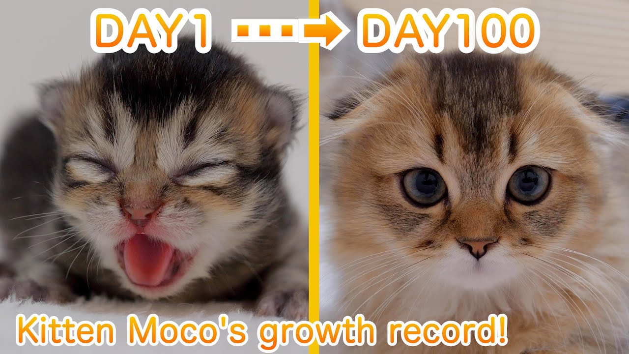 Kitten Moco's growth record! [0 days to 100 days after birth] - YouTube