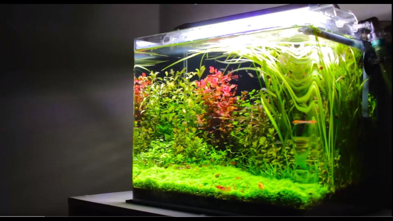'forest's edge' CPD fry tank - YouTube