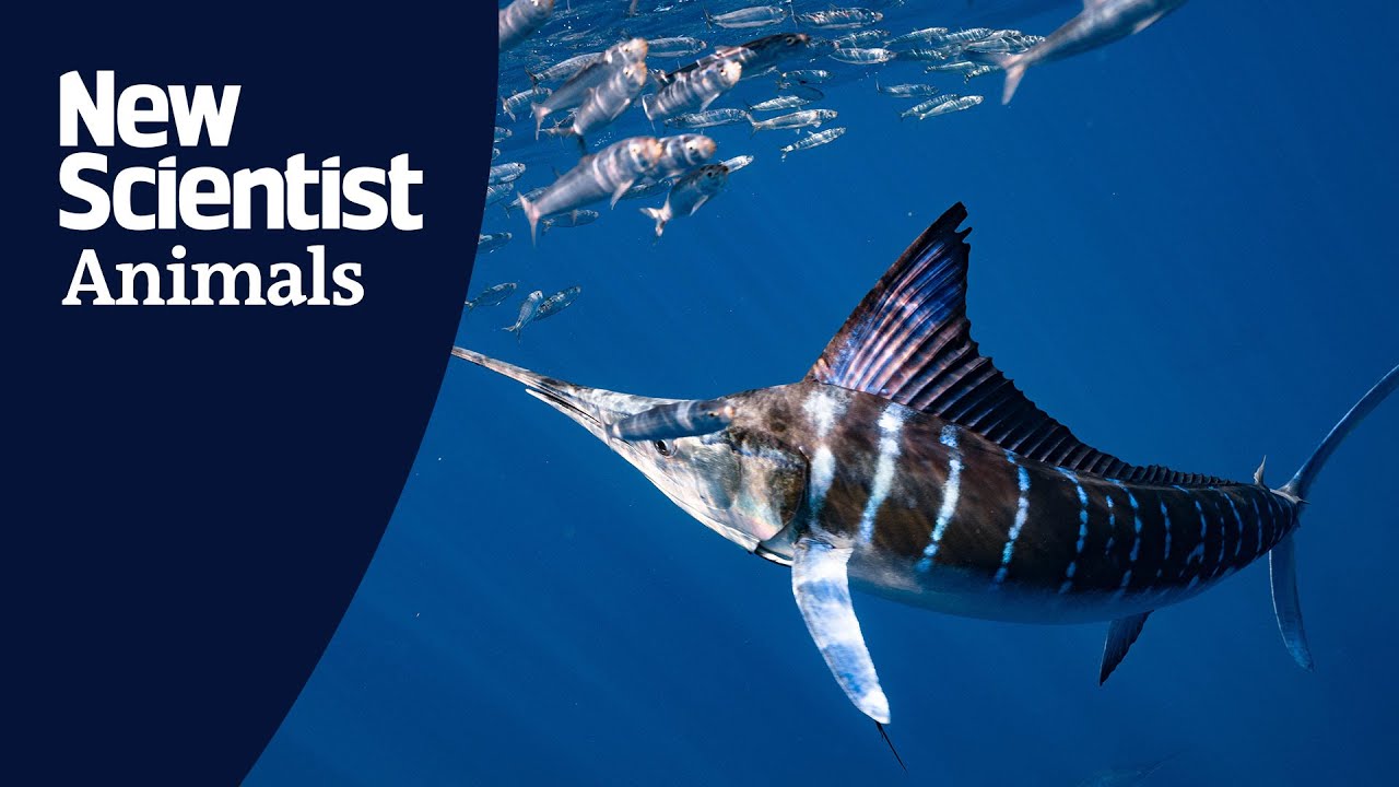 Why striped marlin change colour when hunting - YouTube