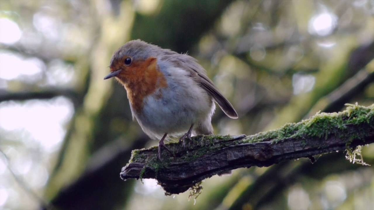 European robin and thrush song - YouTube