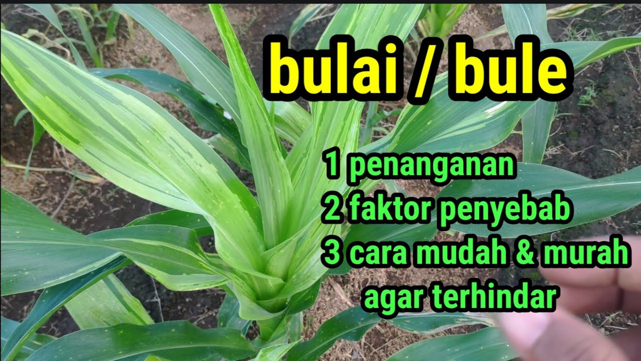 bulai pada jagung - YouTube
