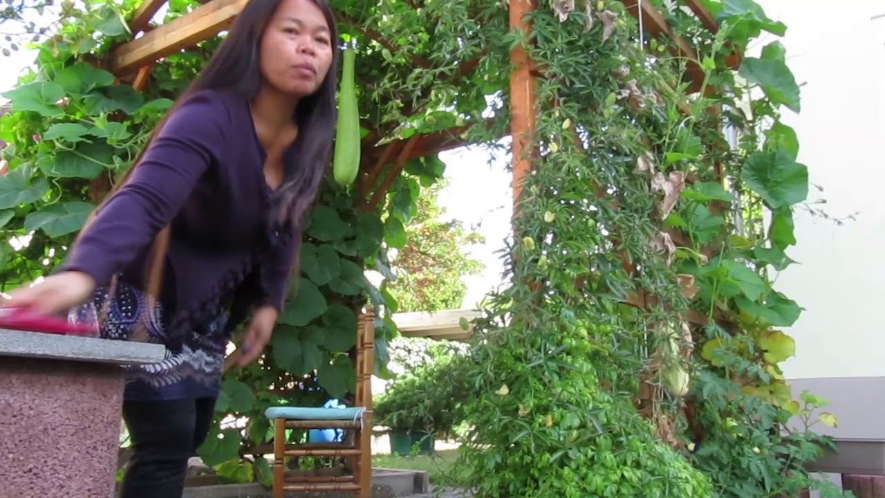 Harvesting Upo In The Garden - YouTube