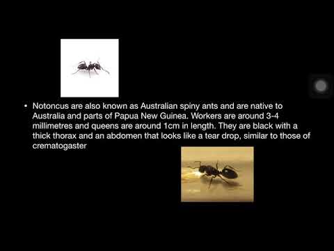 Notoncus Care Guide (updated) - YouTube