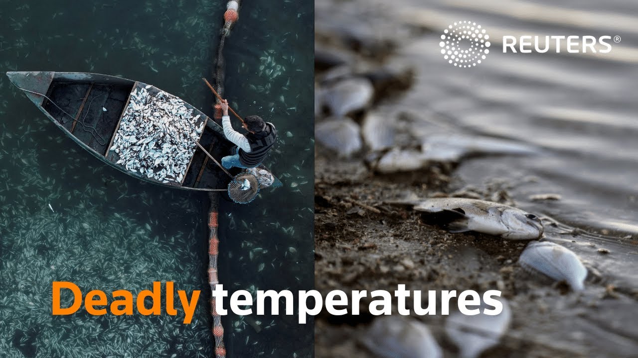 Thousands of fish freeze to death in Greece - YouTube