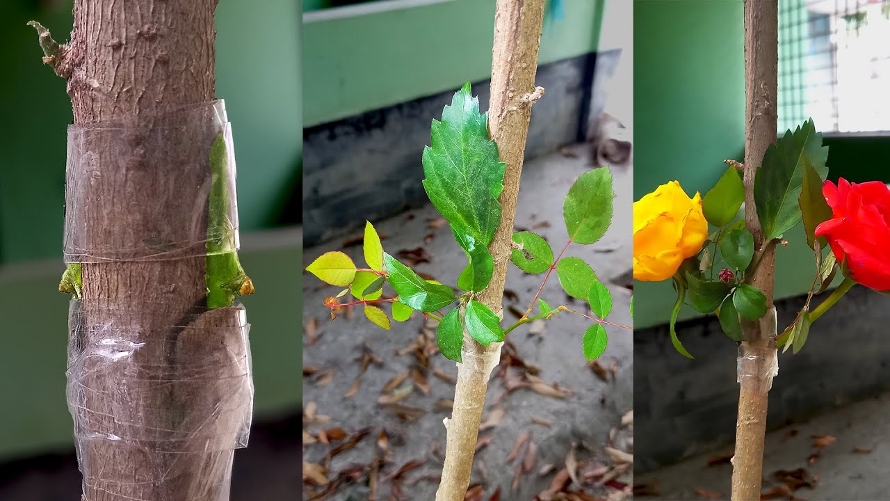 New Grafting technique to get rose tree in a rose cutting with in ...