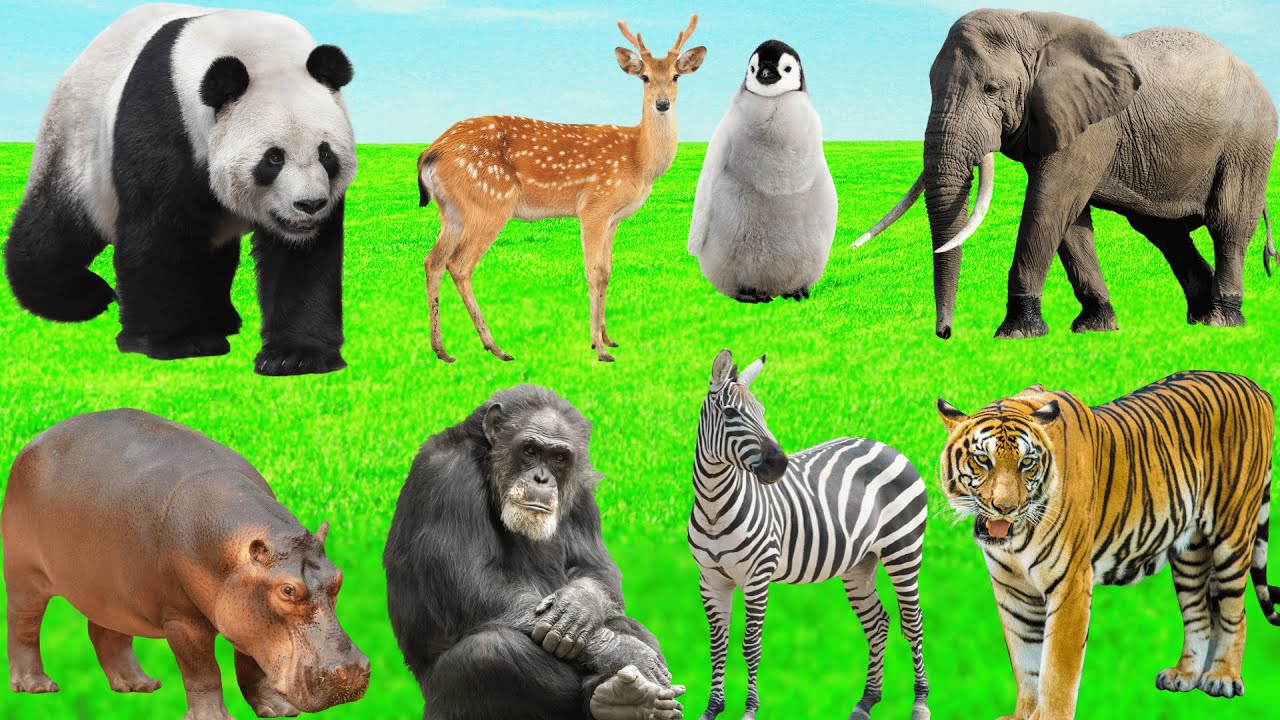 "Animal Sounds for Relaxation: Dog Barking, Lion Roar & Bird Chirping ...
