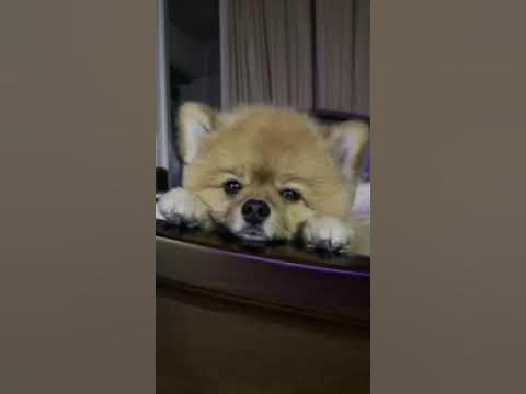 【犬の癒し動画】あご乗せたら眠くなるんだワン Zzz #shorts #犬 #子犬 #犬のいる暮らし #dog #dogs #doglover ...