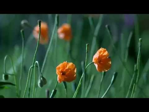 Seni Özledim Kardeşim