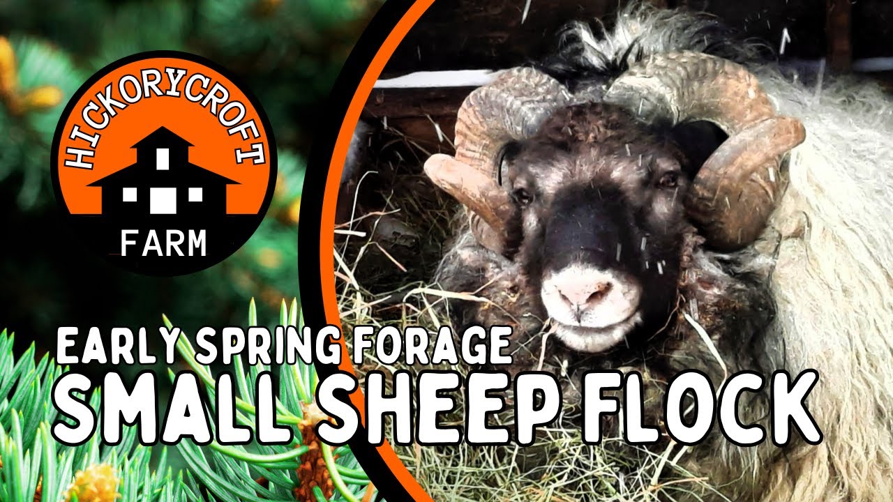 SMALL SHEEP FLOCk: Spring Forage Livestock Feed Some unconventional ...