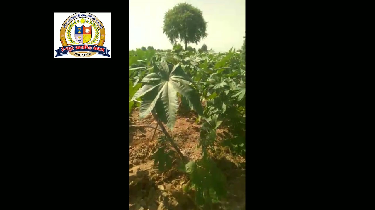 Castor farm - YouTube