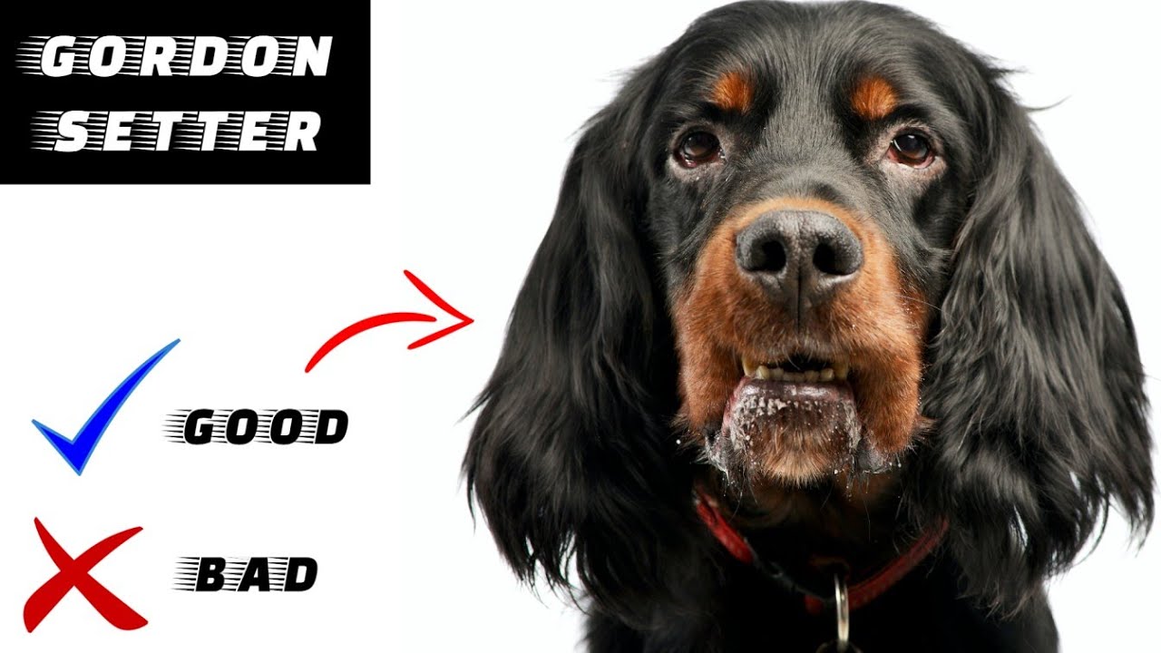 Gordon Setter Pros And Cons | The Good And The Bad - YouTube