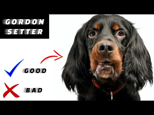 Gordon Setter Mischling Latest News