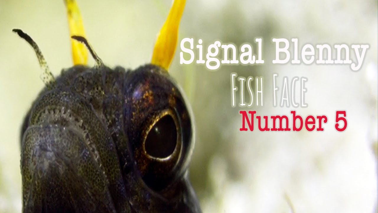 Blenny with attitude - Gulf Signal Blenny (Fish Face number 5) - YouTube