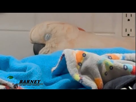 A very rare glimpse of sleeping Barney, so cute 🥰😴 - YouTube