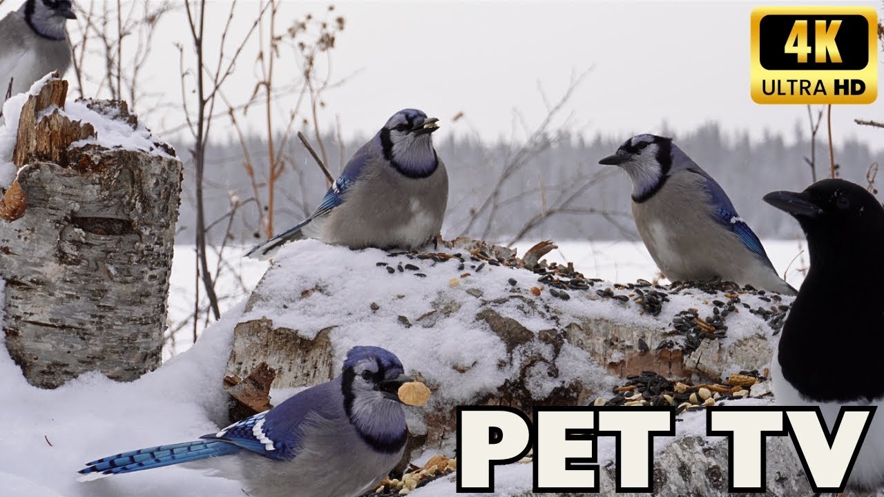 Blue Jays Along a Snowy Lake | TV for Cats and Dogs | Nature Sounds ...