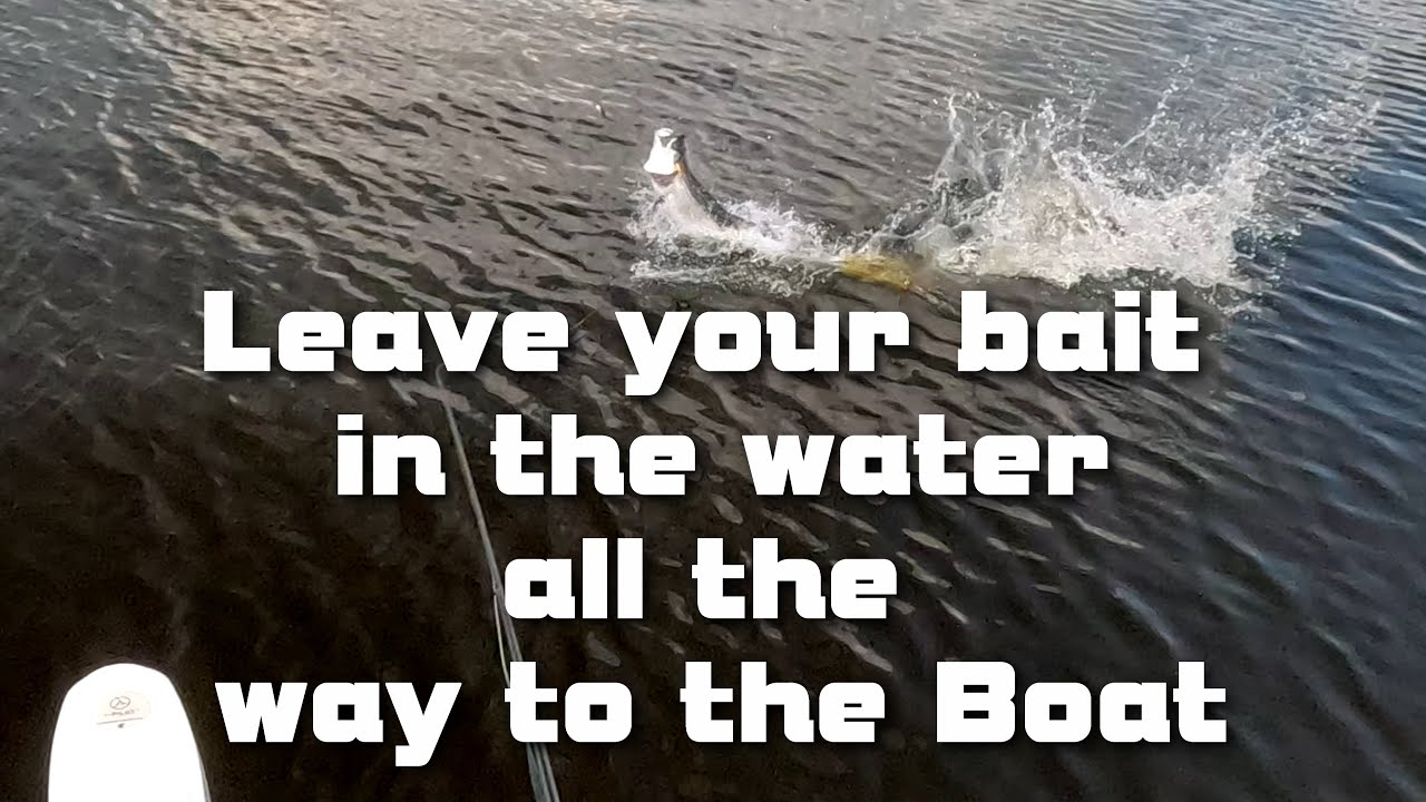 Tarpon Bite, Leave your bait in the water all the way to the Boat - YouTube