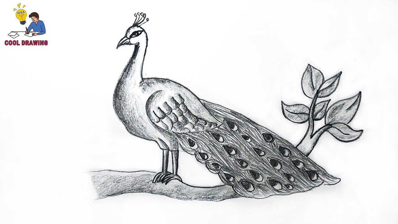 Peacock drawing tutorial | Peacock Pencil drawing | Peacock drawing ...