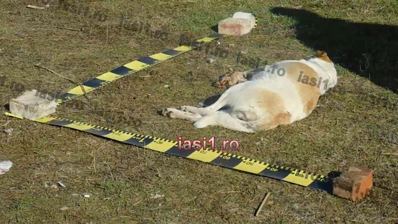 Caine impuscat cu trei alice langa CET Holboca - YouTube