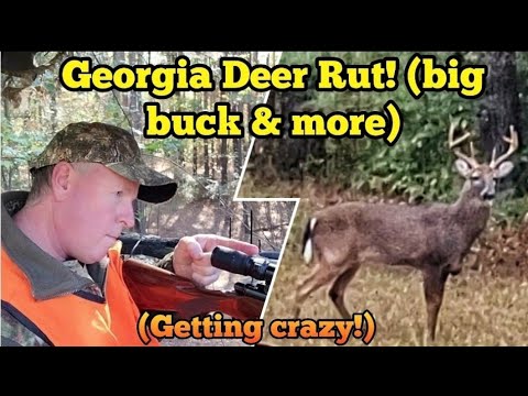 Georgia Deer Rut Bucks on the Move! (big buck & more) - YouTube