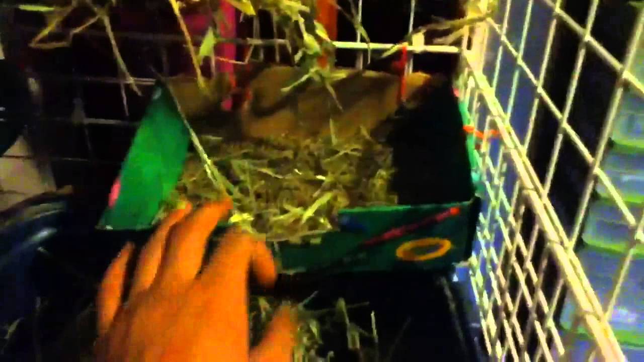 YouTube Announcement!!!:) And Bunny Cage Tour!!:) - YouTube