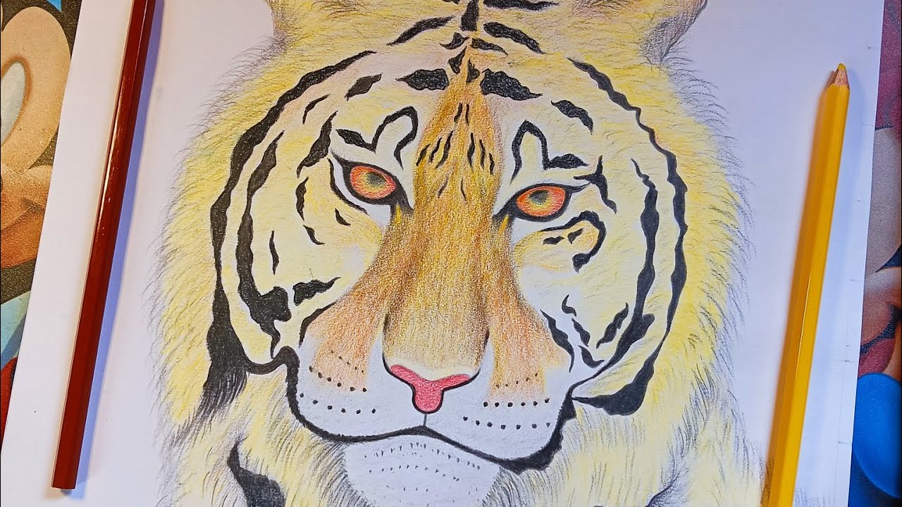 #art #artwork #tiger #pencildrawing #colors #pencilcolour #Suman ...