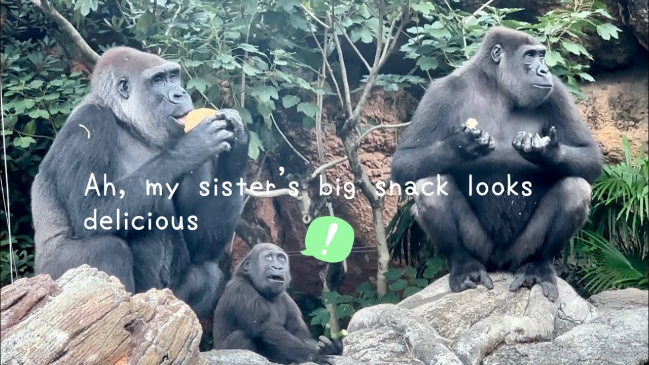 🧊姉の大きな氷が欲しい弟妹ゴリラ達😁 Brother and sister gorillas want snacks from their ...